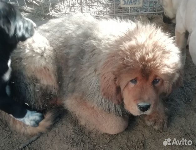 Тибетский Мастиф. щенки львята