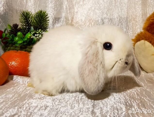 Мягкие домашние любимцы