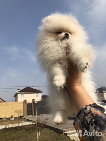Шпиц Шедевр