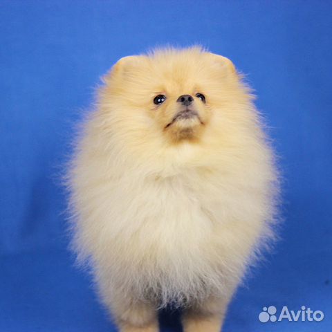 Померанский шпиц торг