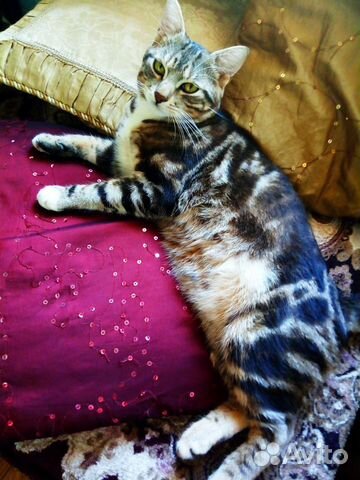 Очень хороший котик