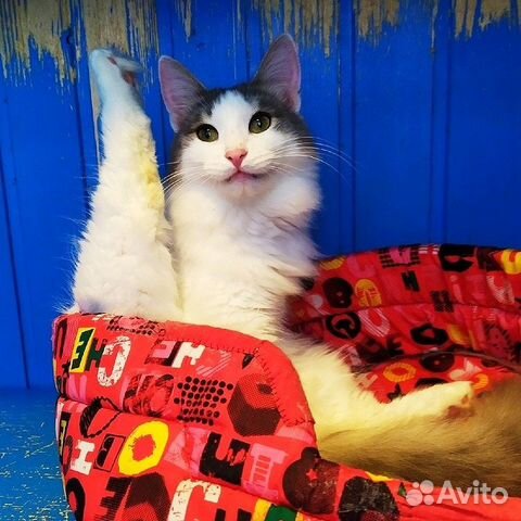 Котик Одуванчик