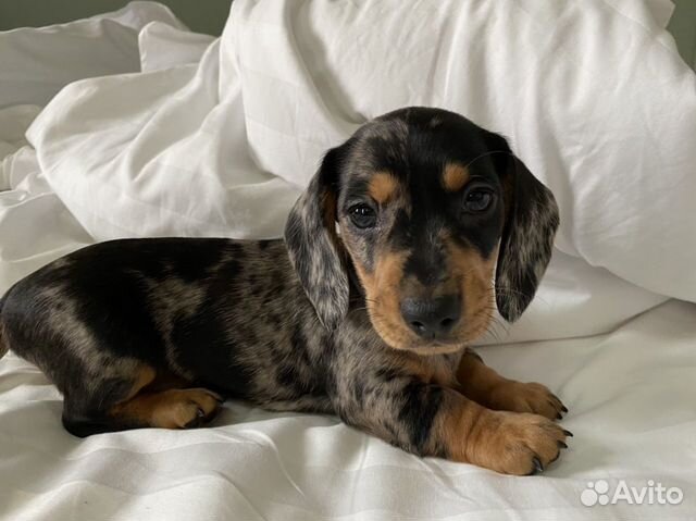 Такса мрамор карликовая