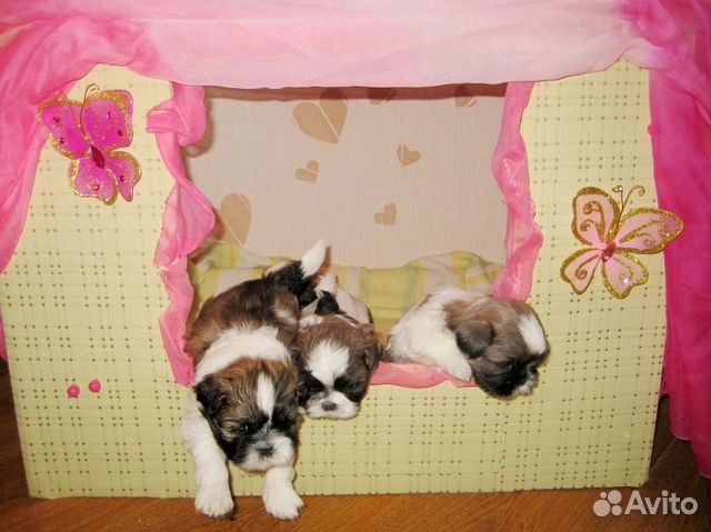 Кукляшки ши