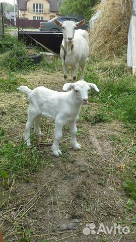 Козлик белоснежный, комолый, голубоглазый на племя