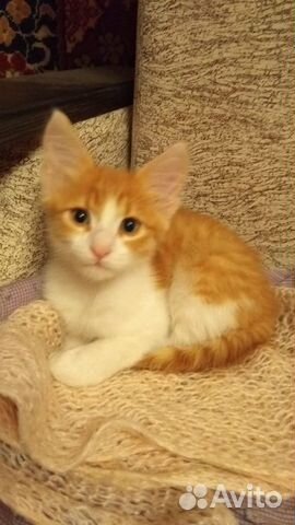 Маленький никому не нужный Кузя в добрые руки