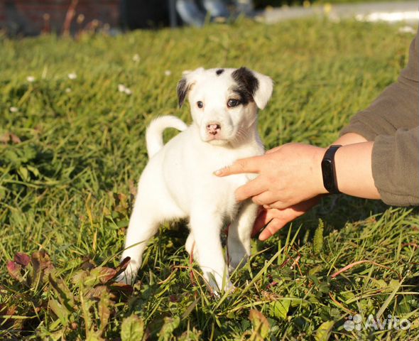 Щенуля Изабель-ангелок в белоснежной шубке, в дар