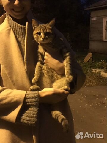 Котенок мальчик