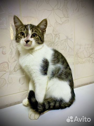 Котёнок 4 мес мальчик