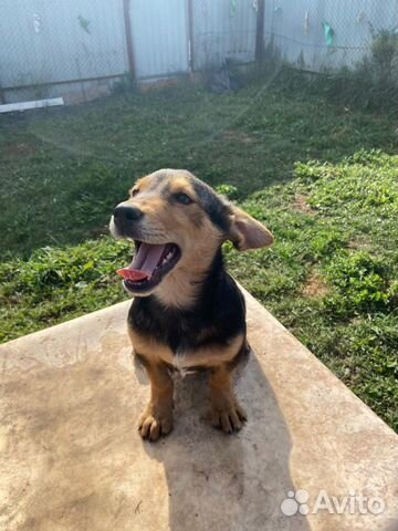 Щенок Джокер в добрые руки