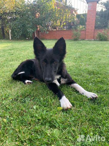 Ушастая небольшая девочка ищет дом