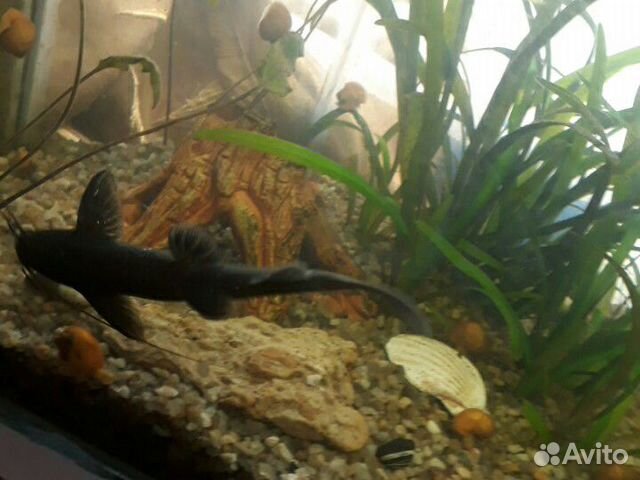 Сом Багрус чёрный