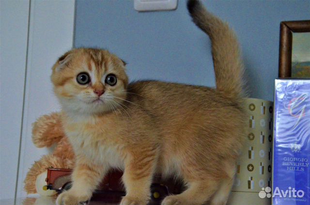 Вислоухий шиншилловый котик