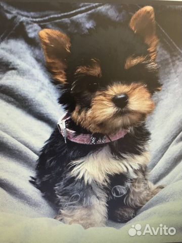 Йоркширский терьер