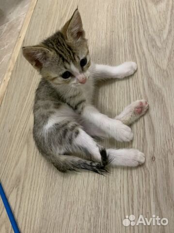 Котята мышеловы