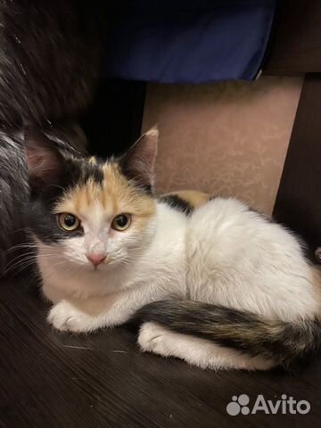 Отдаём малышку в добрые руки