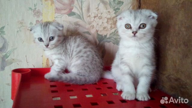 Шотландские котята