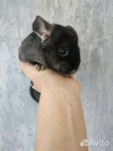 Шиншилла