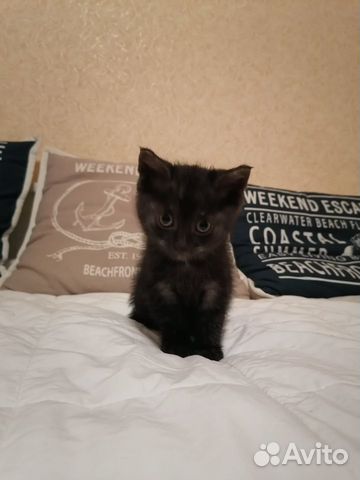 Маленький котеночек