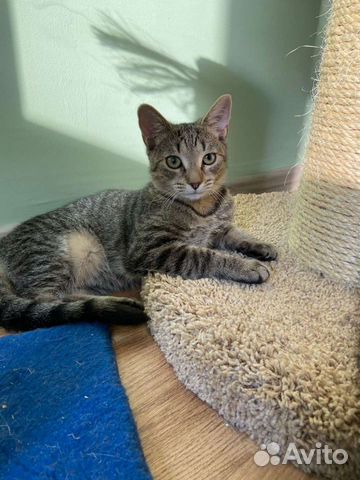 Скромный котенок девочка