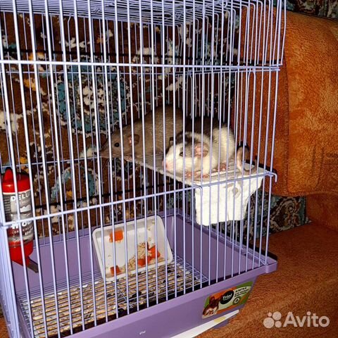 Крысятки Дамбо с клеткой