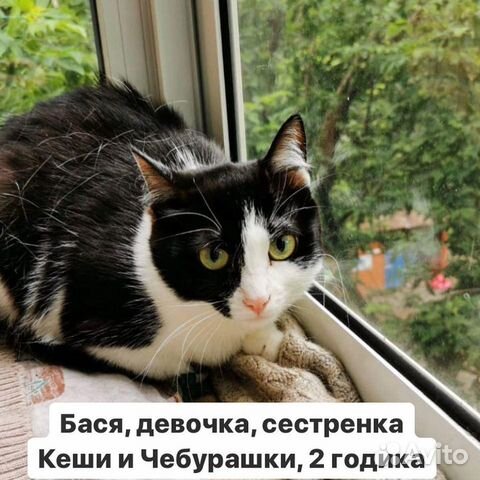 Бася очень хочет домой