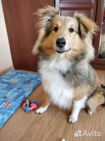 Шелти