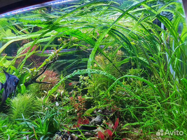 Криптокарина балансе