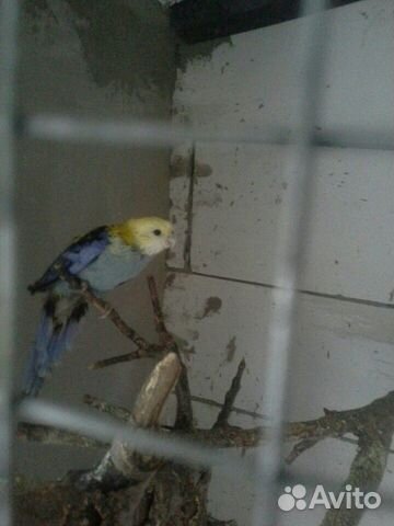 Розелла бледноголовая