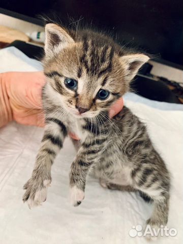 Котята, два мальчика и девочка