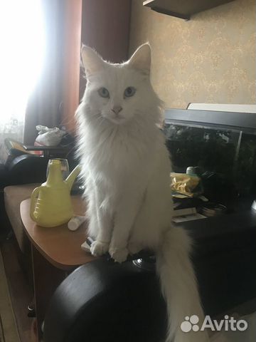 Продается кошка