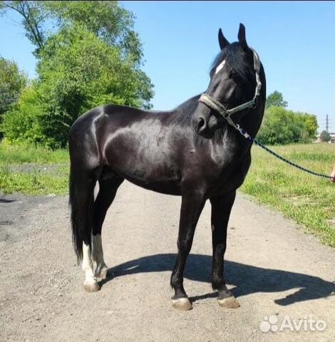 Орловский рысак Маркиз