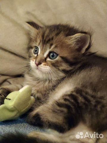 Котенок мальчик