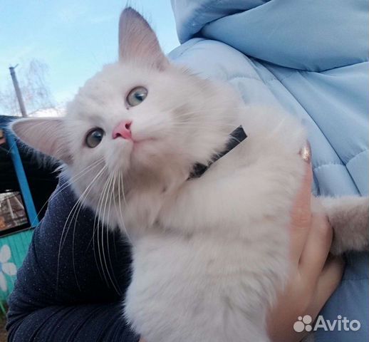 Котенок