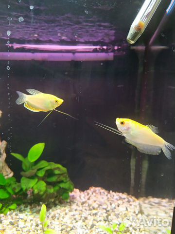 Гурами и сомик-далматин