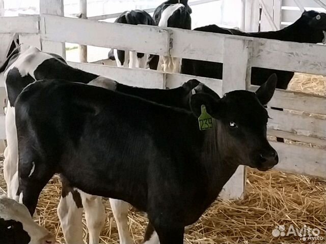 Телята бычки телочки галштинки 2-3 мес