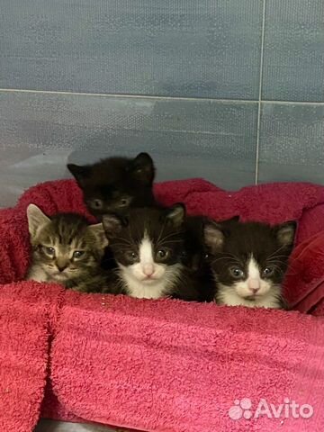 Котята 1 мес
