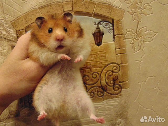 Отдам Сирийские, ангорские хомяки, клетки