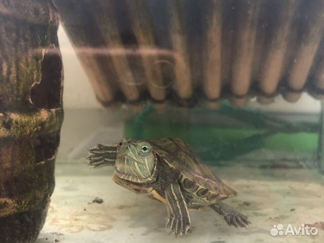 Красноухая черепаха бесплатно