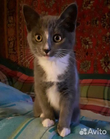 Плюшевый котенок Триша в добрые руки