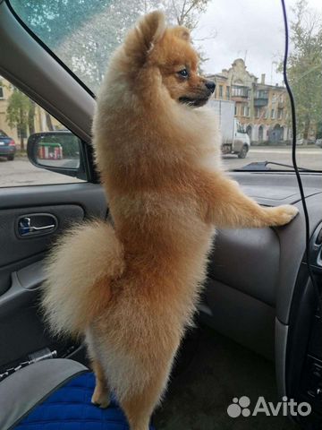 Шпиц на вязку