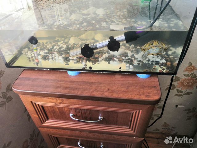 Красноухая черепаха