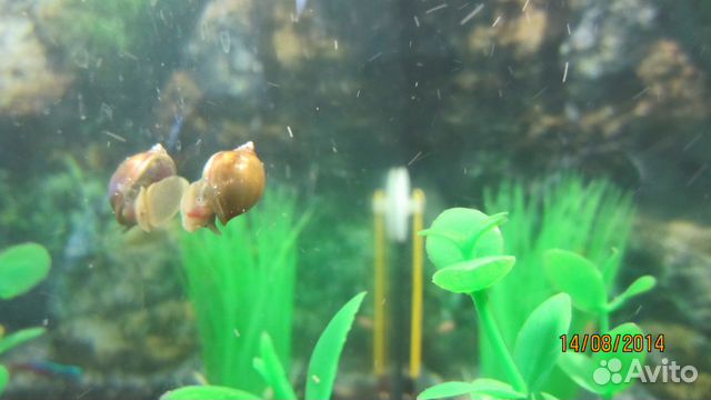 Улитки покемоны