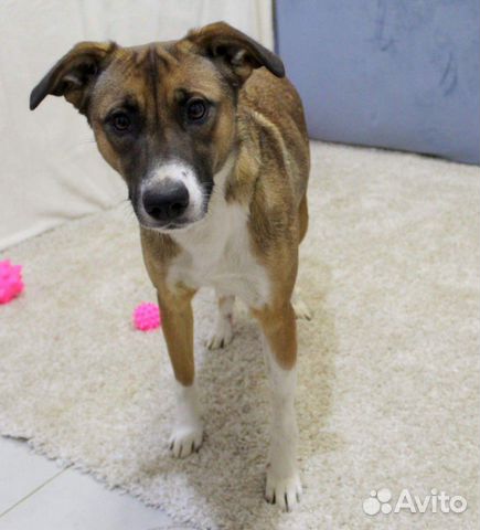 Джеси ищет дом