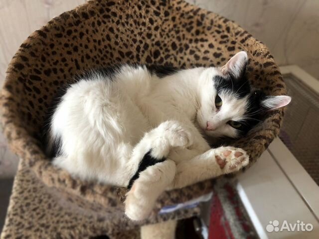 Кошка Маруся в добрые руки