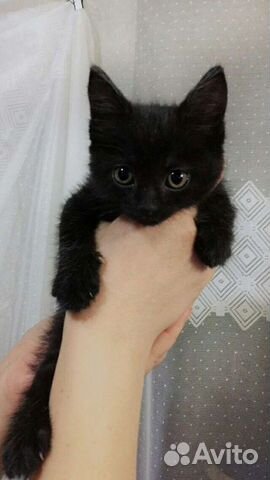 Кошка