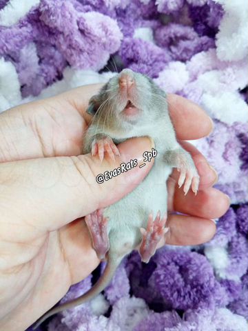 Крысята Крыски Крысы Спб