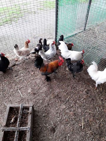 Куры королек