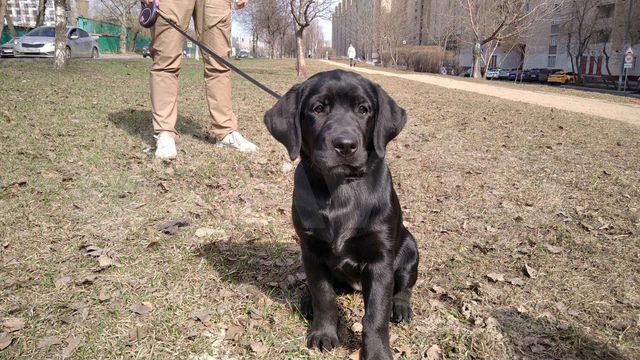 Щенок лабрадора