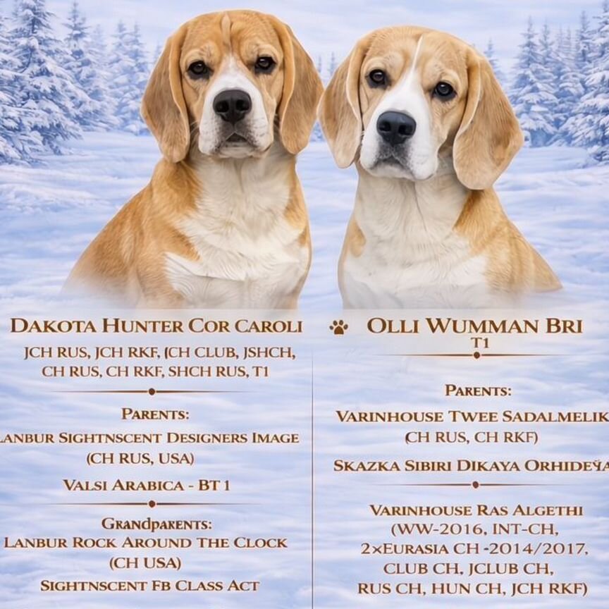 Бигль, щенок